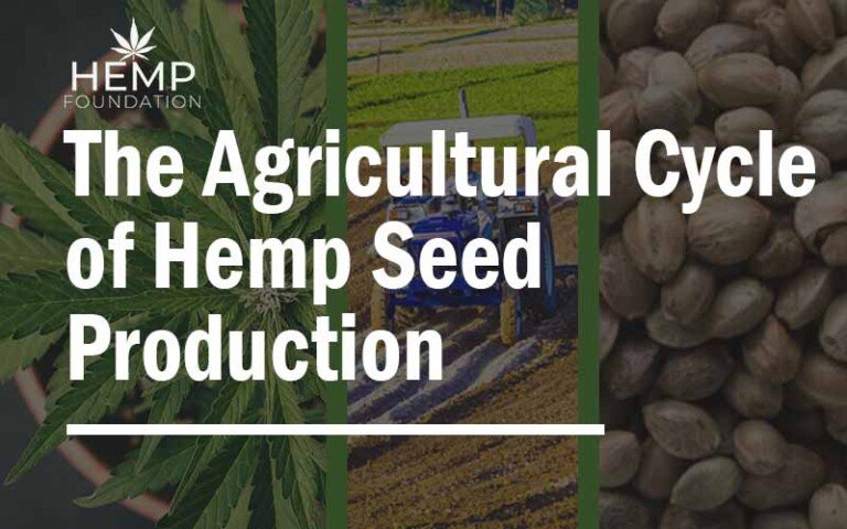 The Agricultural Cycle of Hemp Seed Production - Hemp Foundation